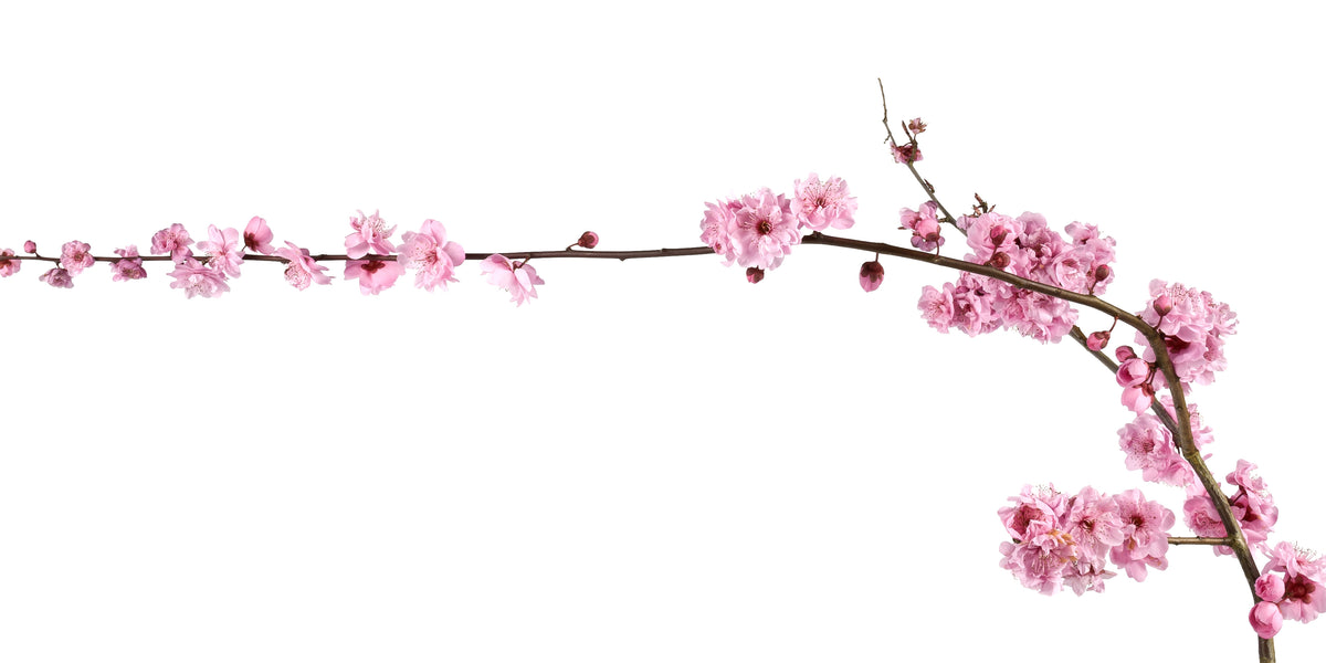 Silk Flowers & Silk Plants – How They Originated | Silks Are Forever