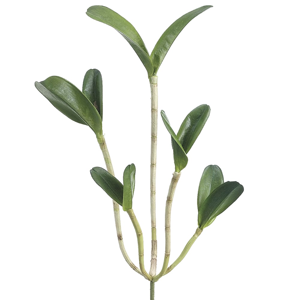 22" Silk Cattleya Orchid Leaf Plant Stem -Green | Orchid Leaves — Silks ...