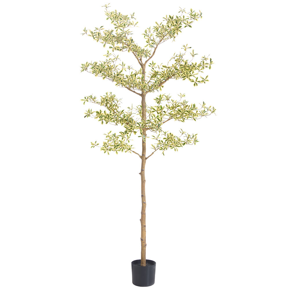6' Shady Lady Olive Silk Tree w/Pot -Variegated | Olive Trees — Silks ...