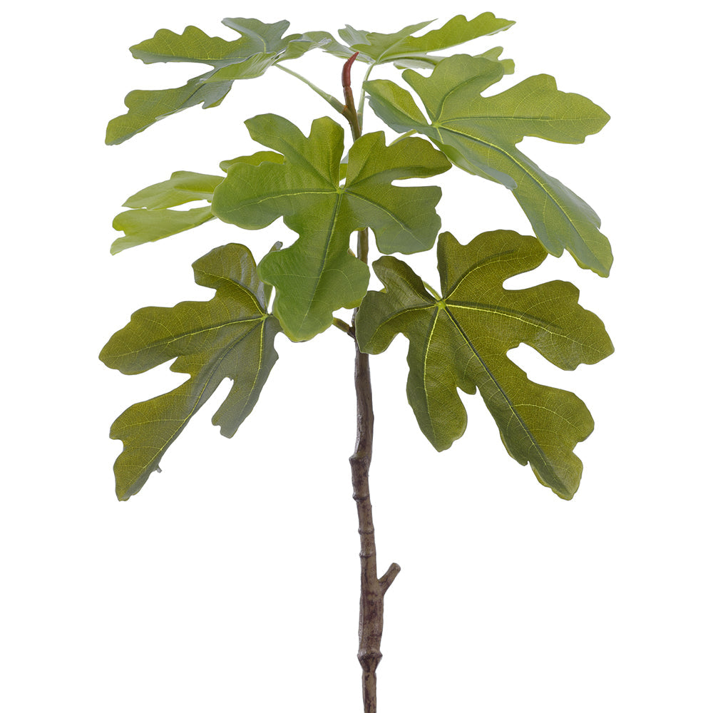 Silk Fig Leaf Tree